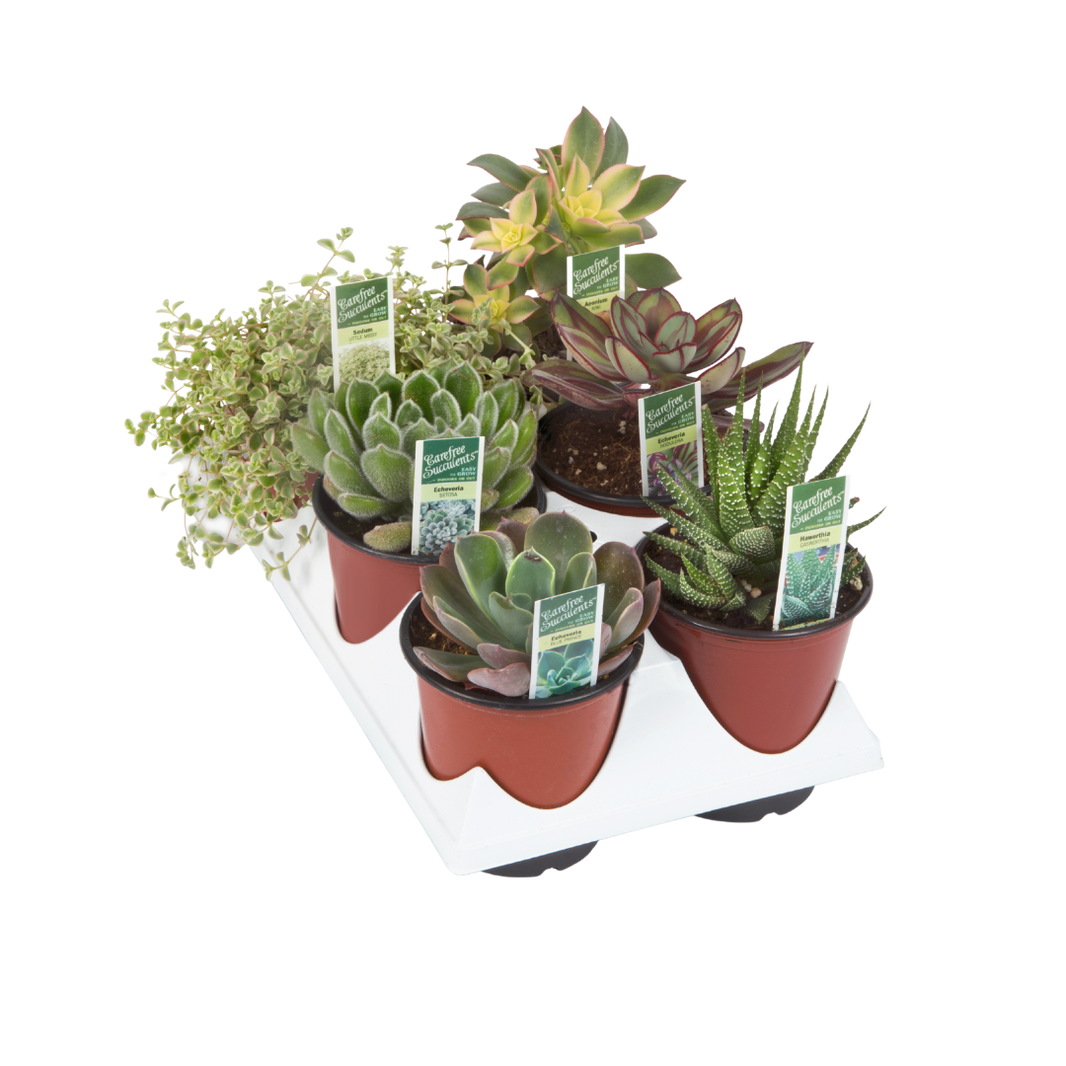 Products – plantedbypopes